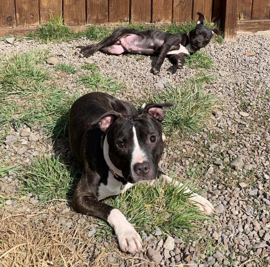 Pets Stop Here Rescue - Available Dogs - Rochester NY — Pets Stop Here ...