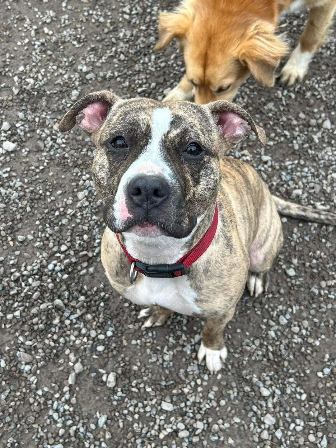 Pets Stop Here Rescue - Available Dogs - Rochester NY — Pets Stop Here ...