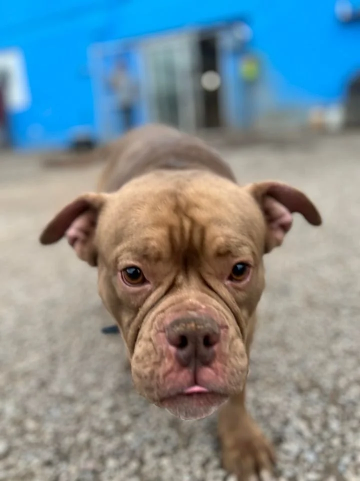 Pets Stop Here Rescue - Available Dogs - Rochester NY — Pets Stop Here ...