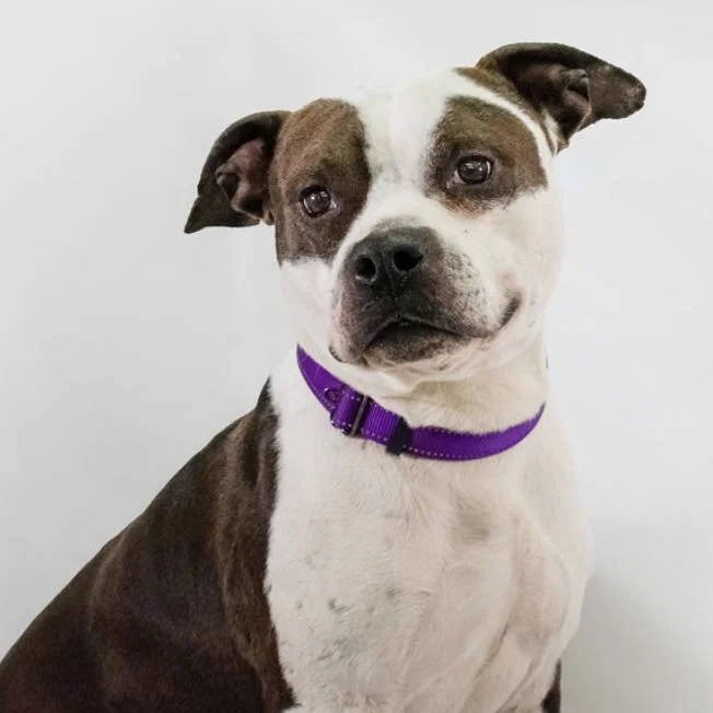 Pets Stop Here Rescue - Available Dogs - Rochester NY — Pets Stop Here ...