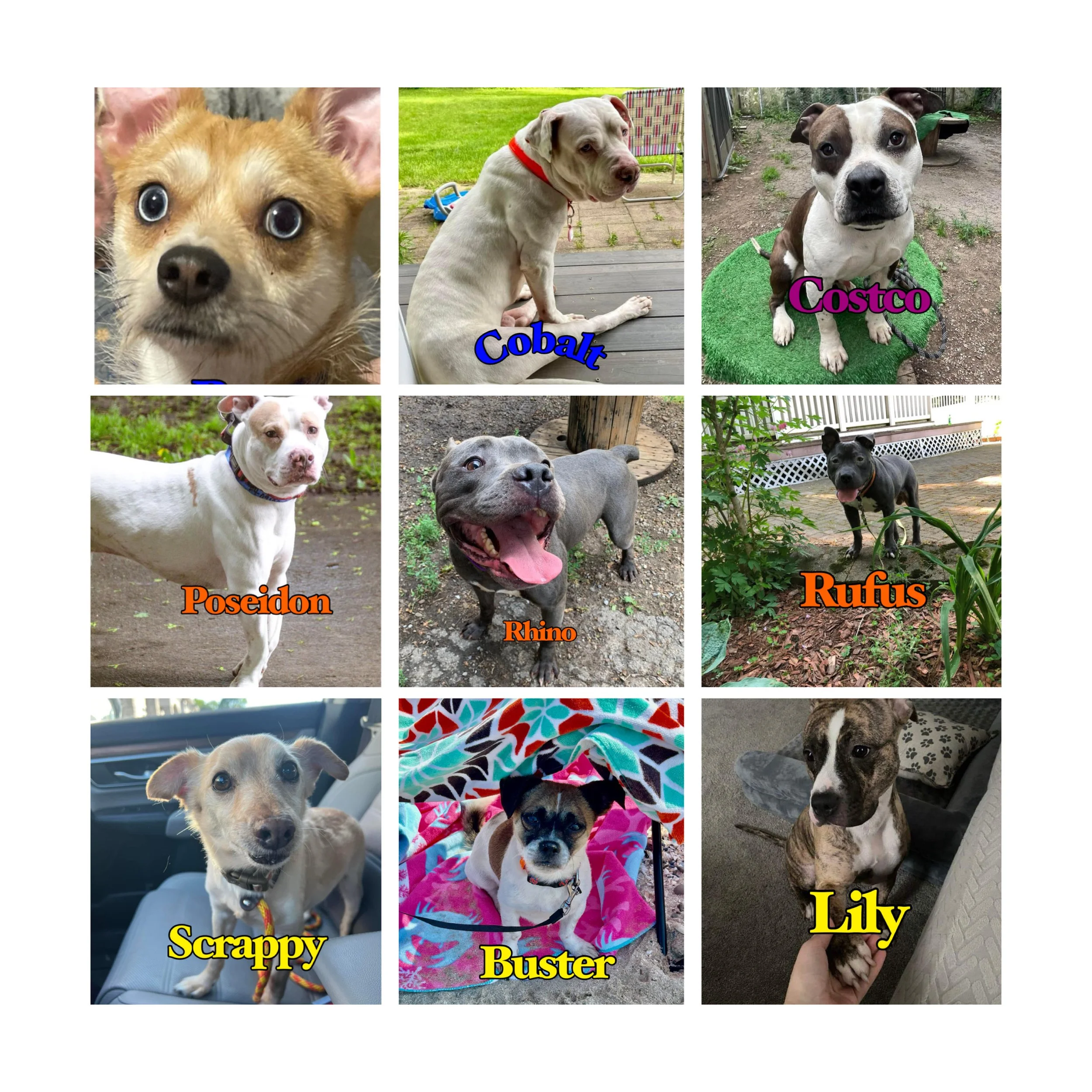 Pets Stop Here Rescue - Available Dogs - Rochester NY — Pets Stop Here ...