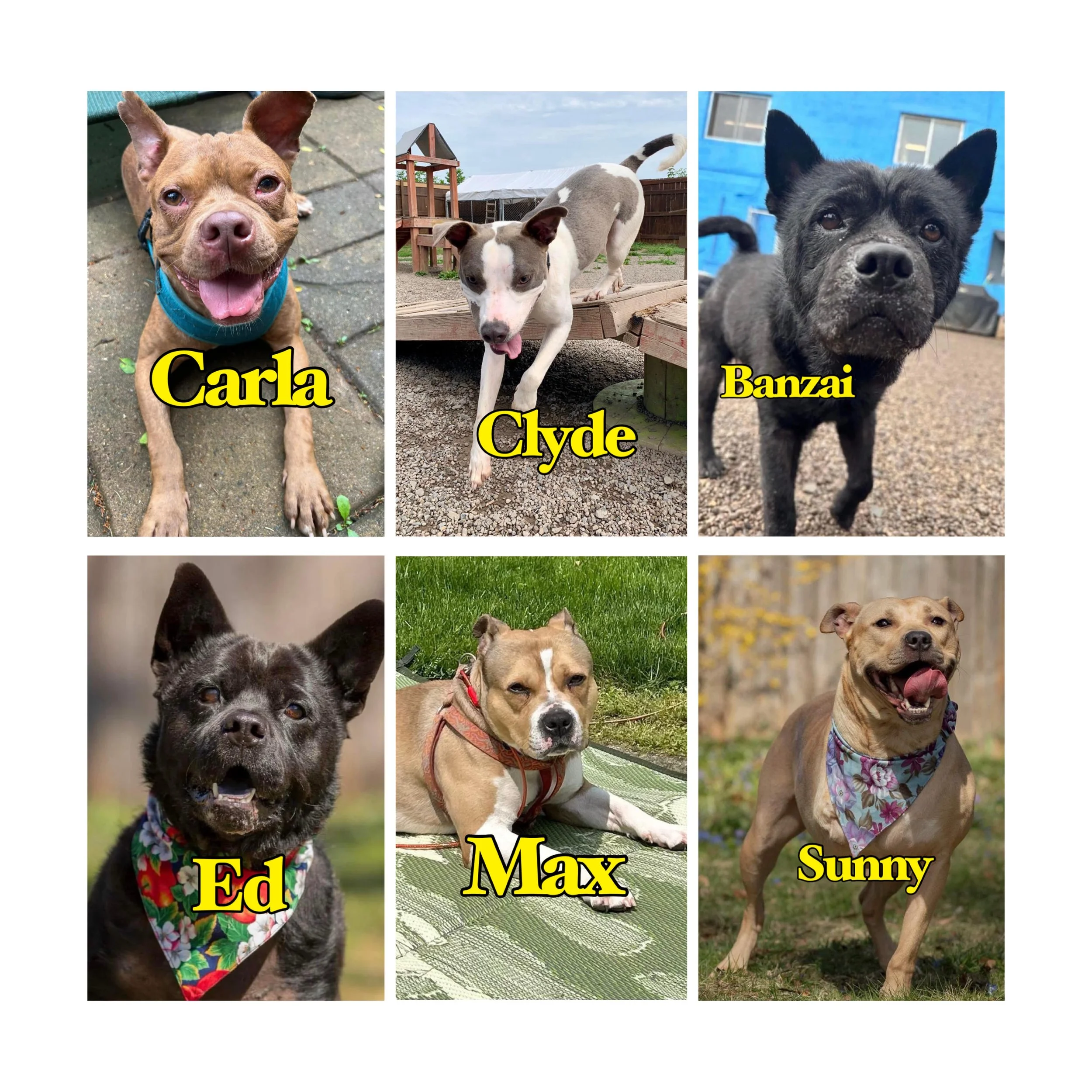 Pets Stop Here Rescue - Available Dogs - Rochester NY — Pets Stop Here ...