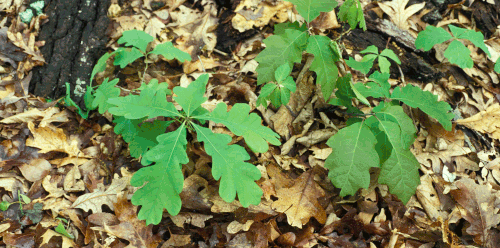 White Oak Initiative