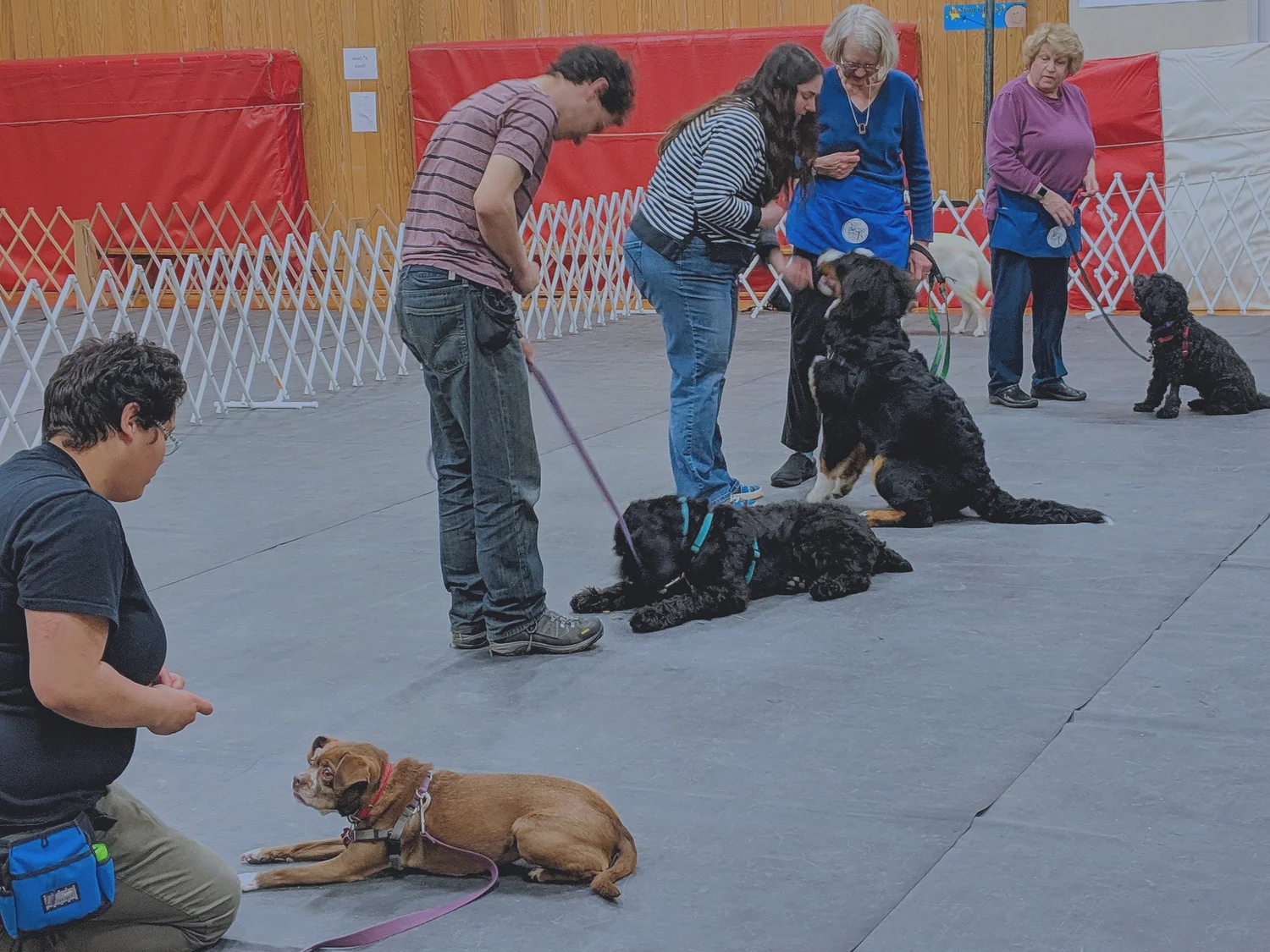Class Overview — New England Dog Training Club