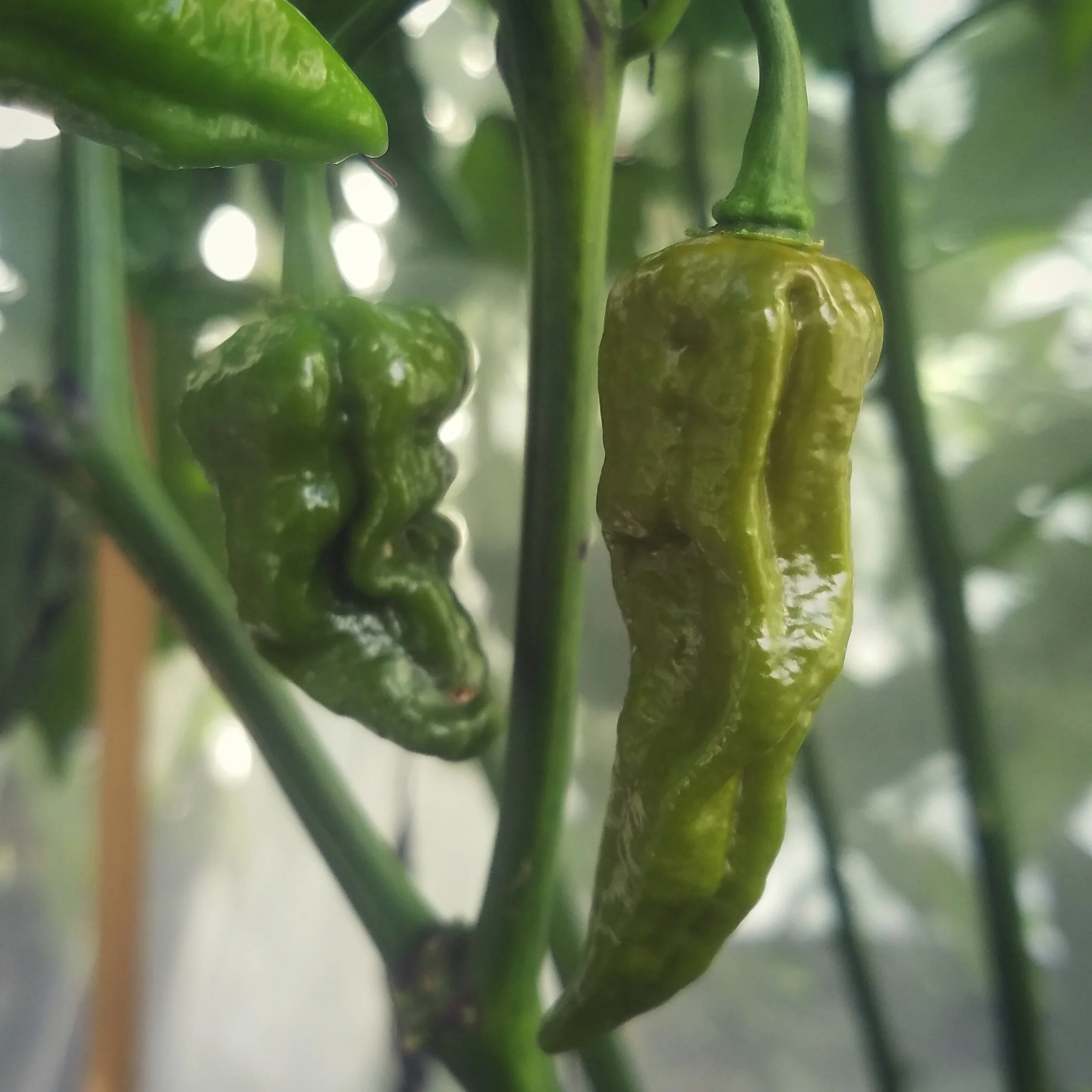Monster — Monster Peppers