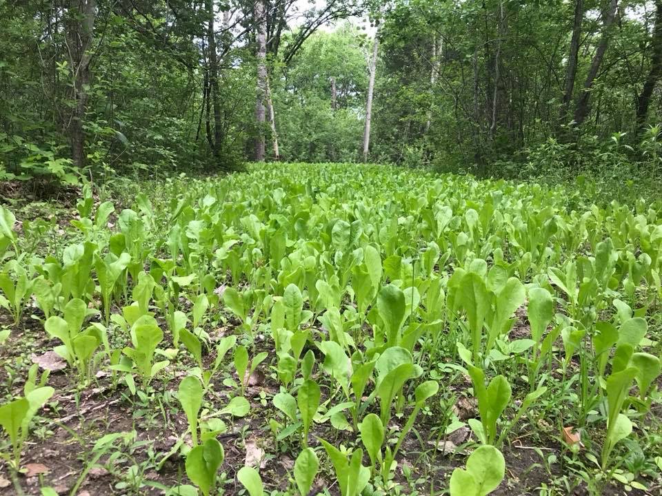 Chicory Food Plots