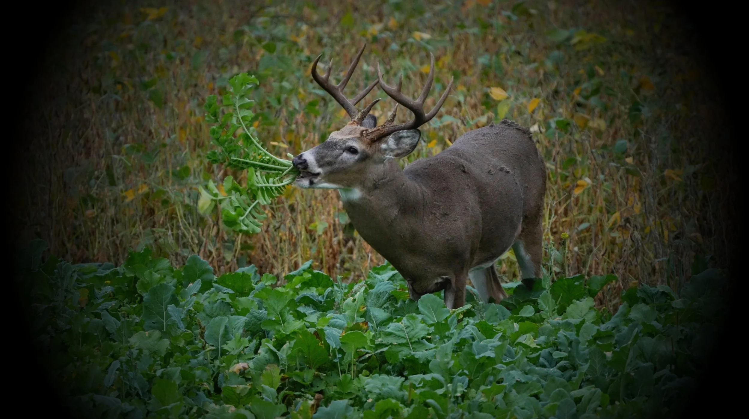 Domain Outdoor - Food Plots - Deer Food Plots