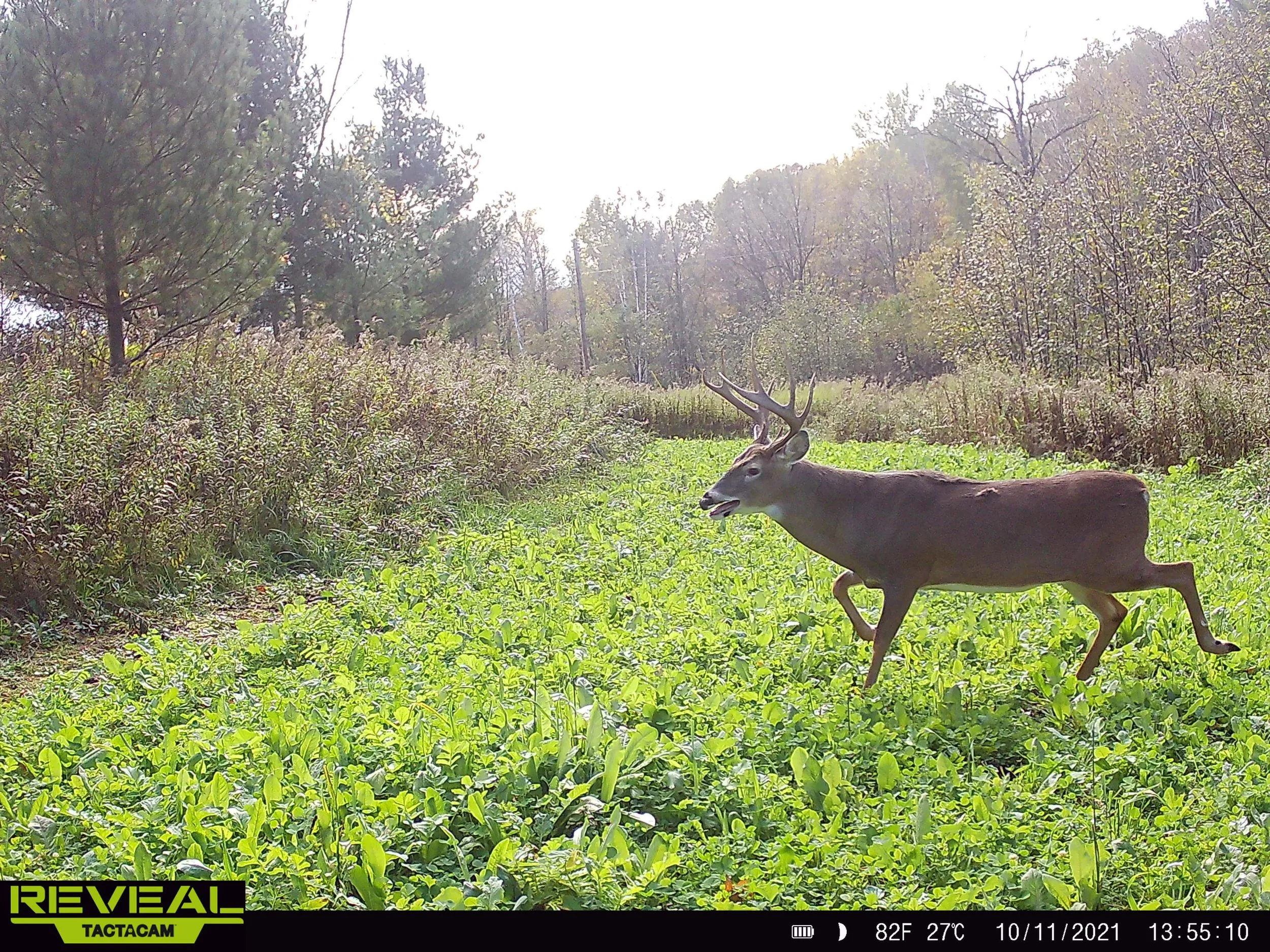 Food Plot Planting Charts