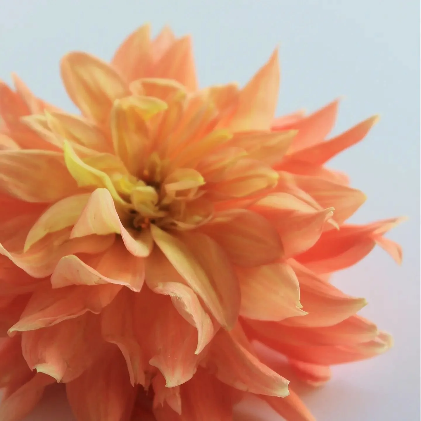 The Doctors' Flowers