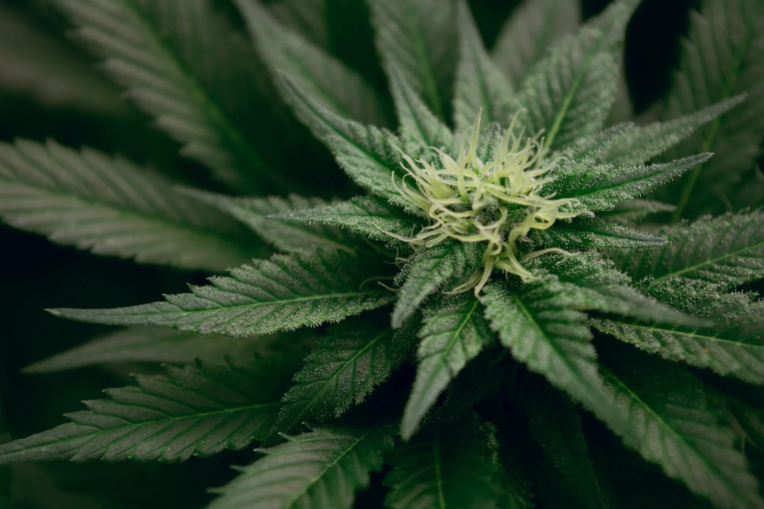 The 420 Dictionary: Stoner Slang Explained — PAGE Magazine