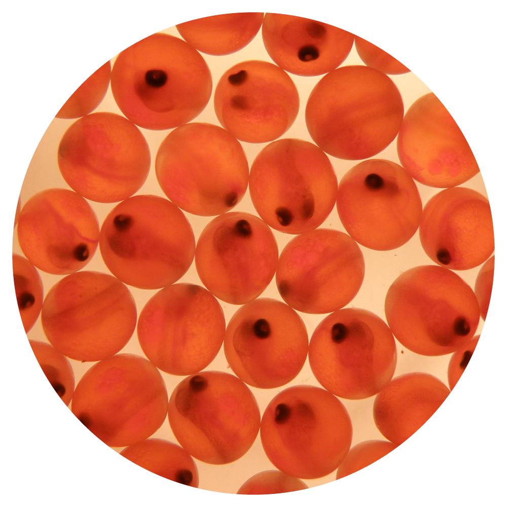 Salmon Life Cycle — Wild Coast Salmon