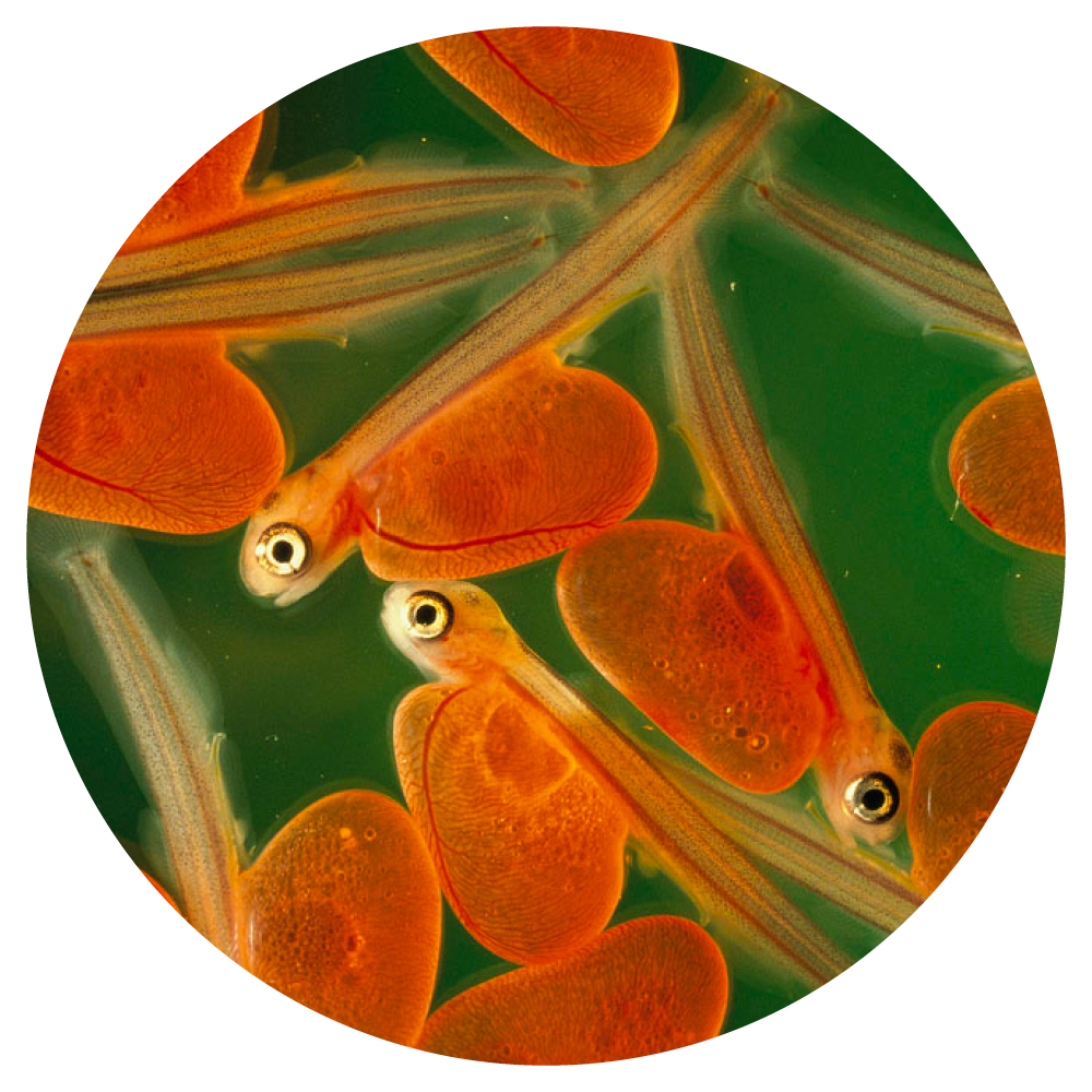 Salmon Life Cycle — Wild Coast Salmon
