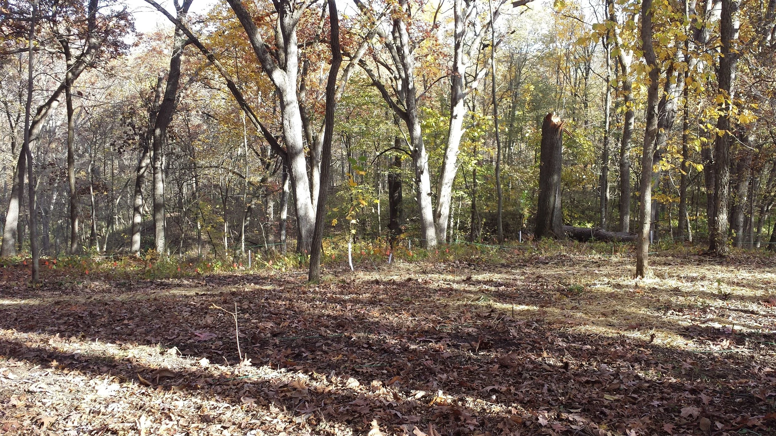 "Cultivating Semi-Wild American Ginseng” with Justin Penoyer — Lilium ...