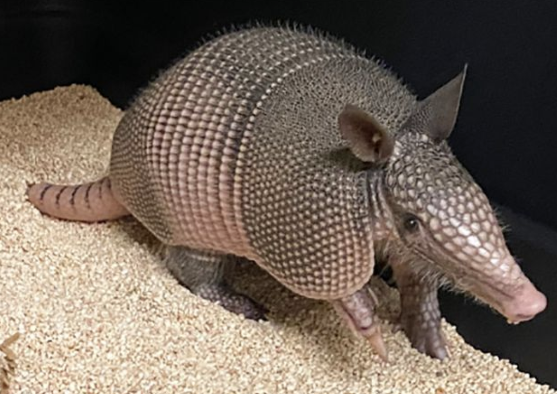 What makes each of us unique? The nine-banded armadillo as a model to ...