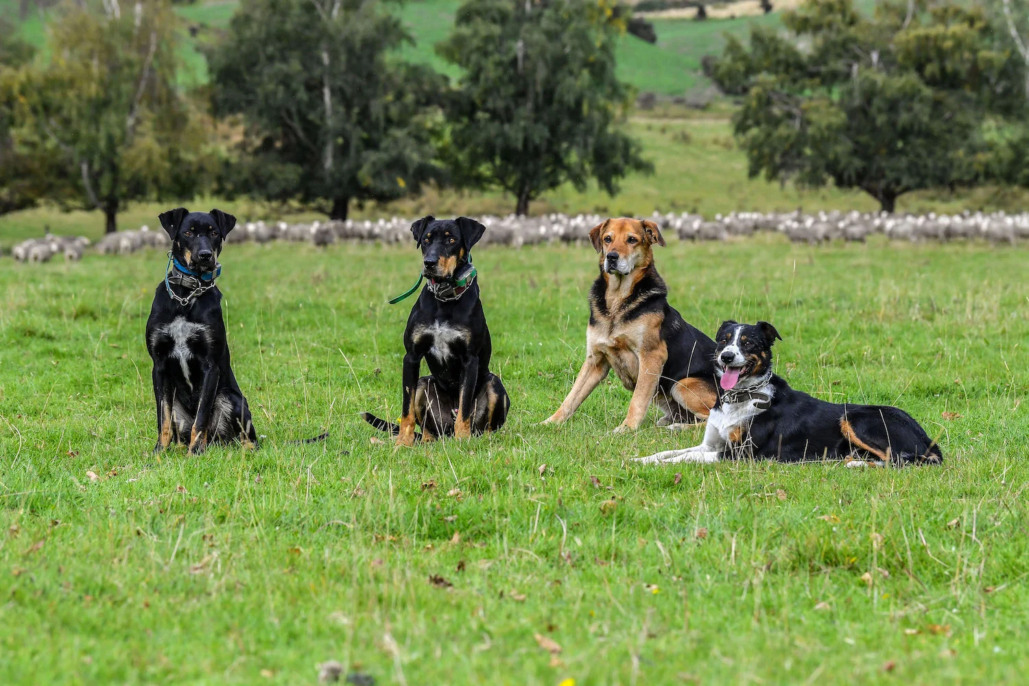 Working Dogs Group