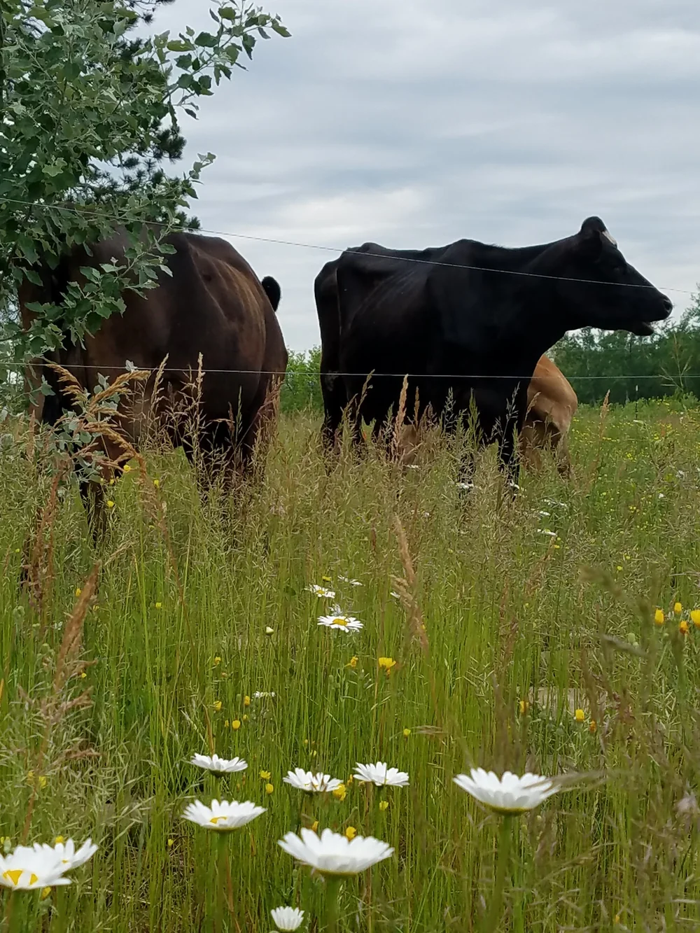 Raw Dairy — Honeymilk Homestead