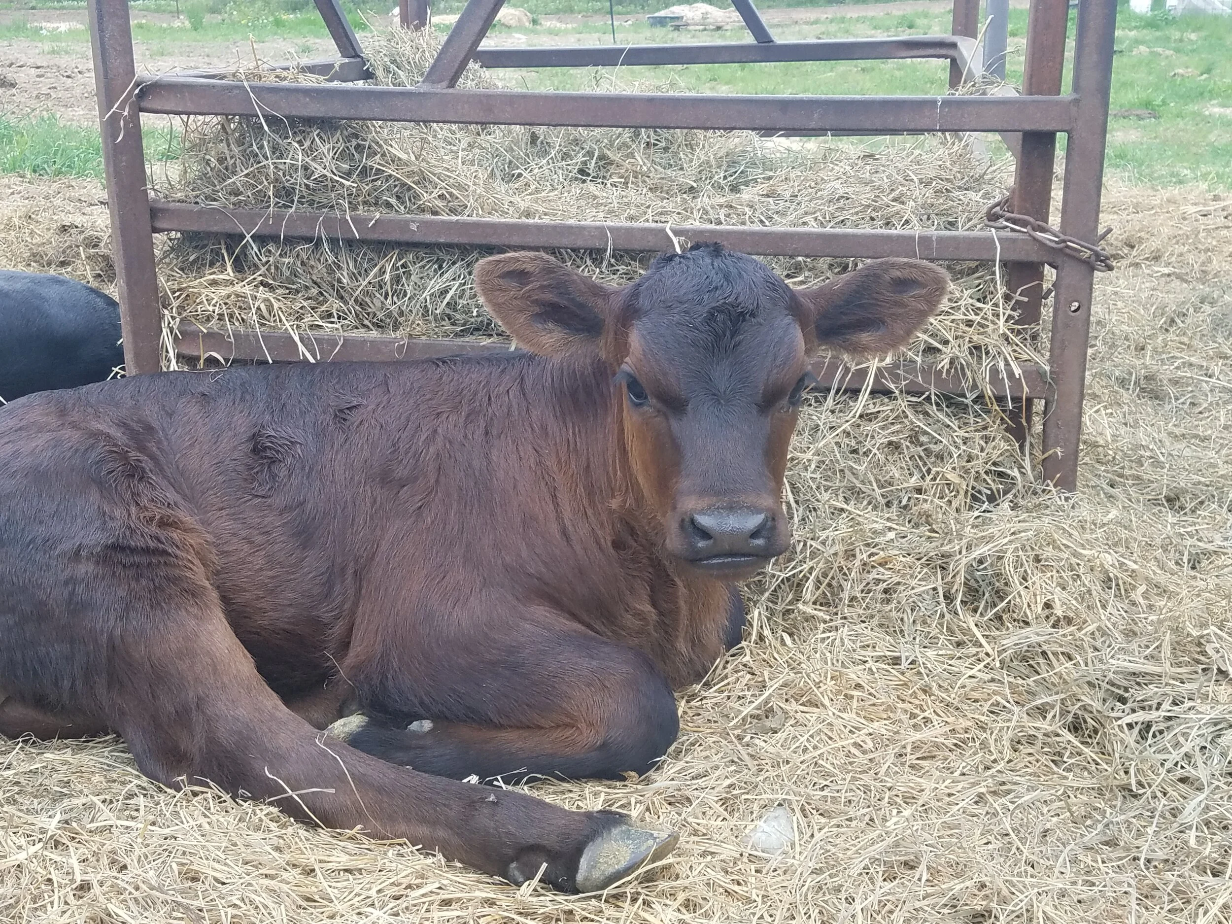 Babies on the Farm — Honeymilk Homestead