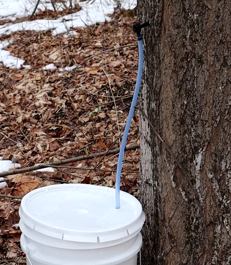 Equipment for Tapping Maple Trees — Honeymilk Homestead