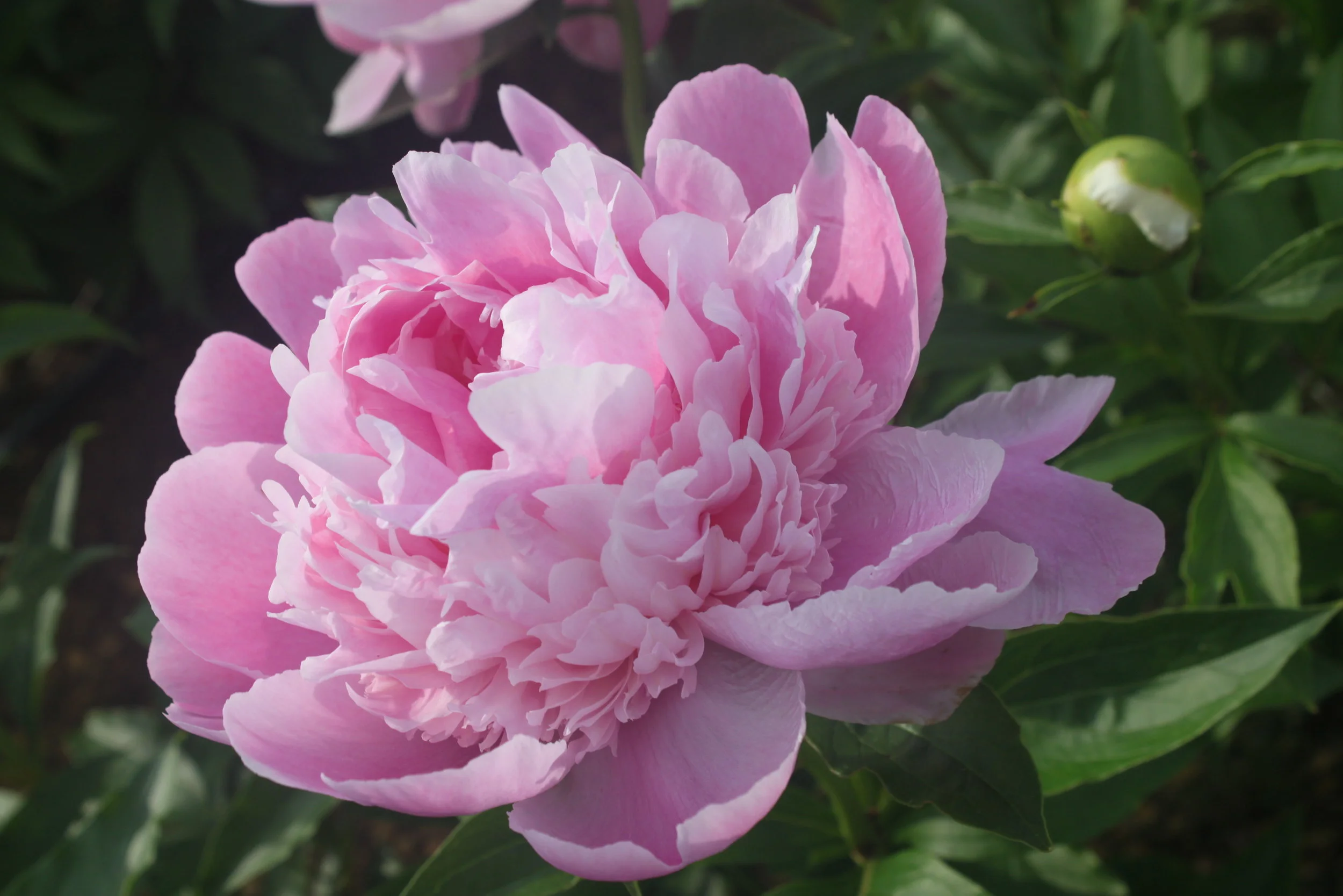 Long Valley Peonies