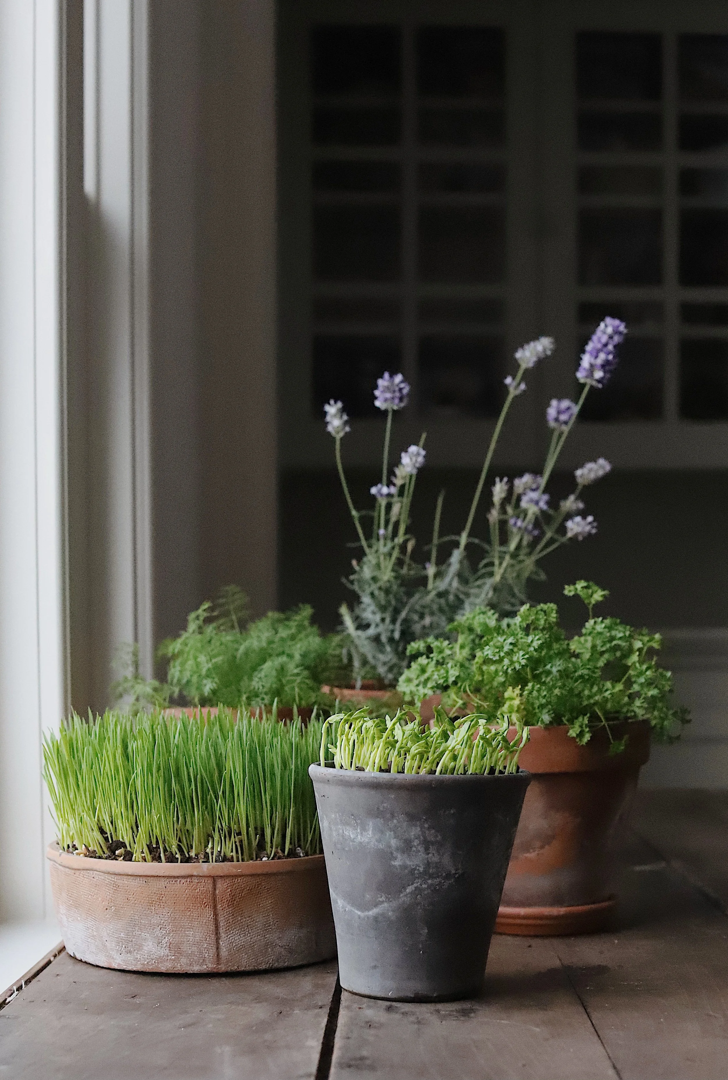 Tips for Indoor Windowsill Gardening — simply living well