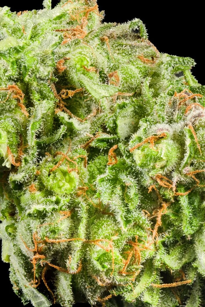 Hybrid Strains — CTPHARMA