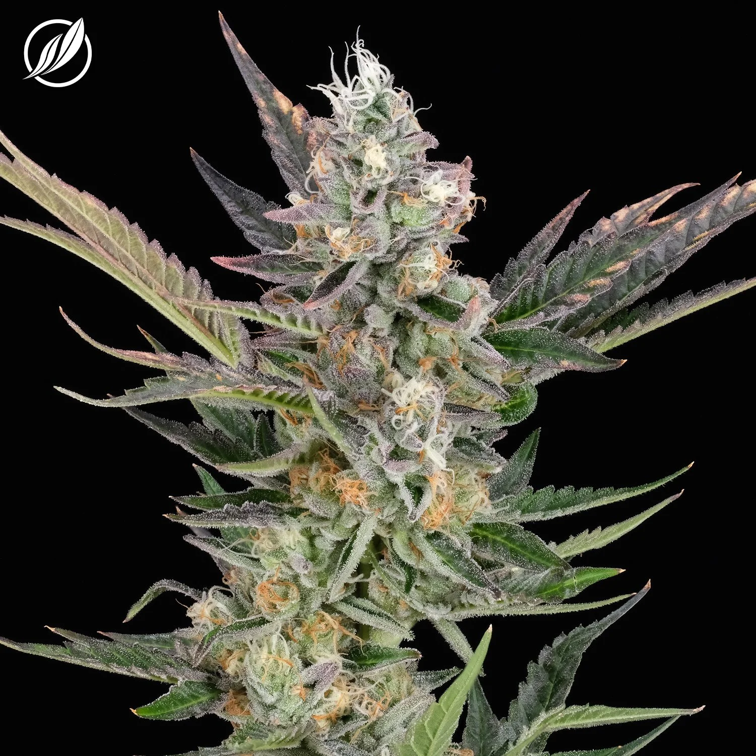 ADULT USE — CTPHARMA