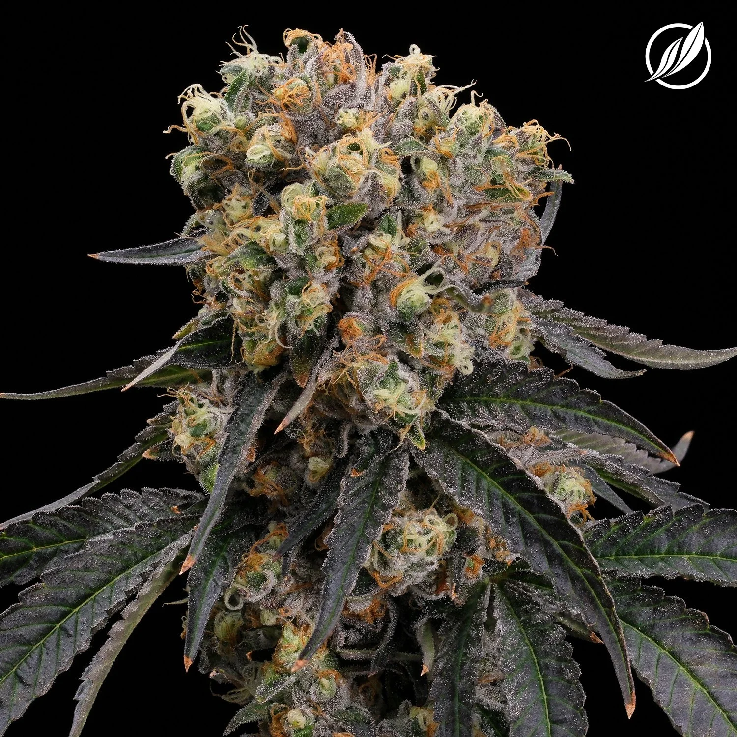 ADULT USE — CTPHARMA