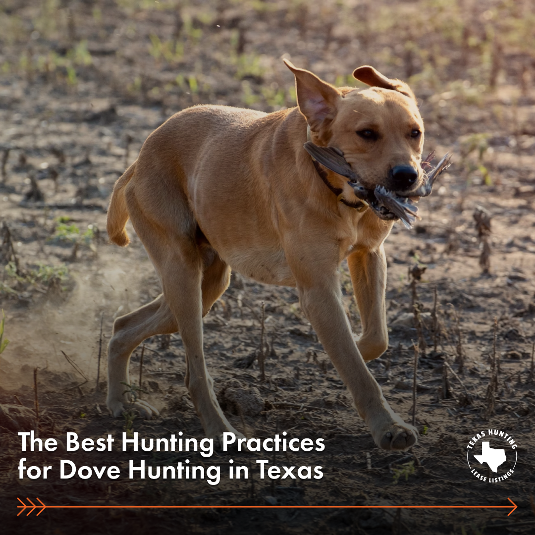 Texas Hunting Leases | Find Your Next Lease Here