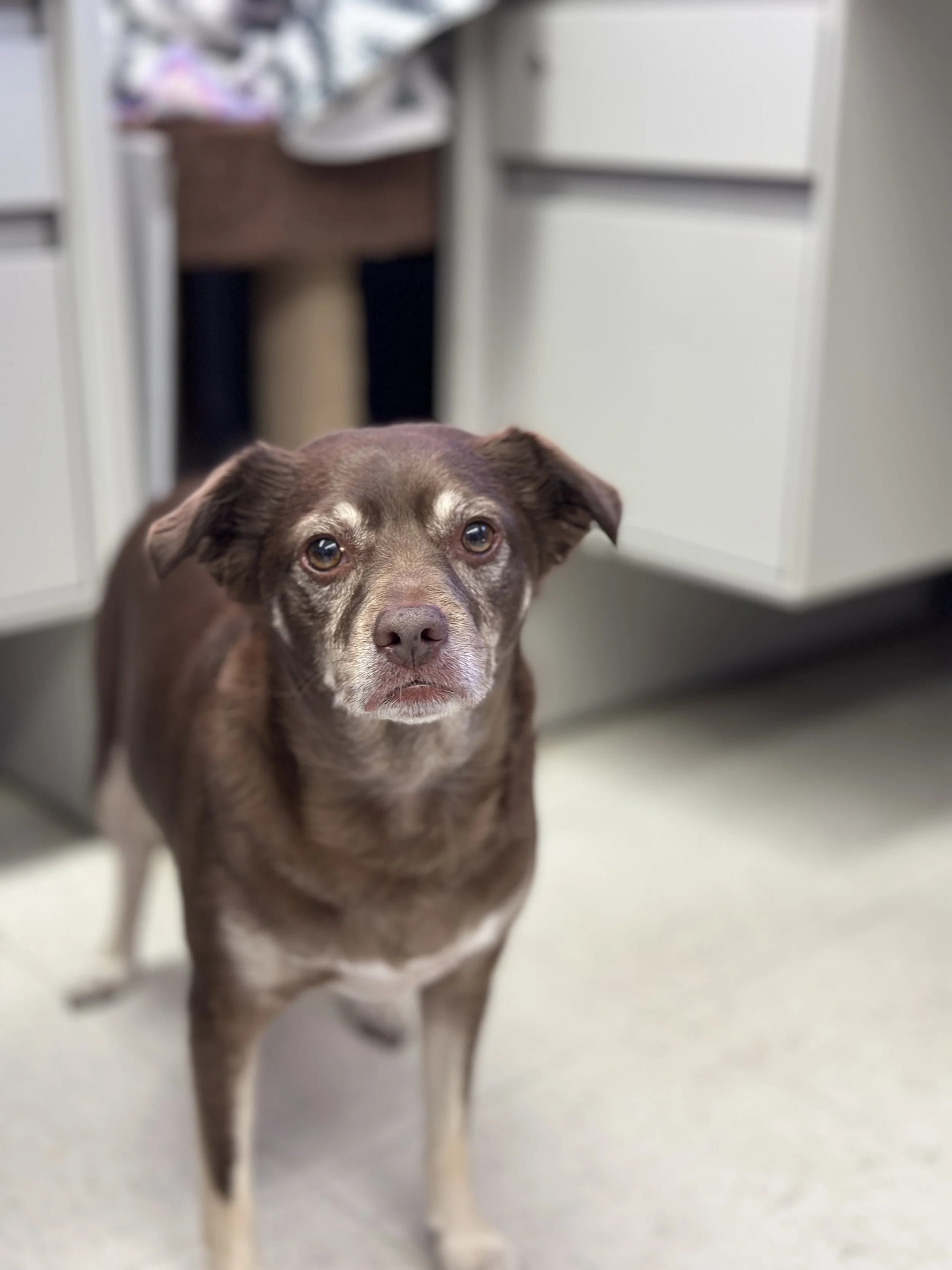 Animal Compassion Team