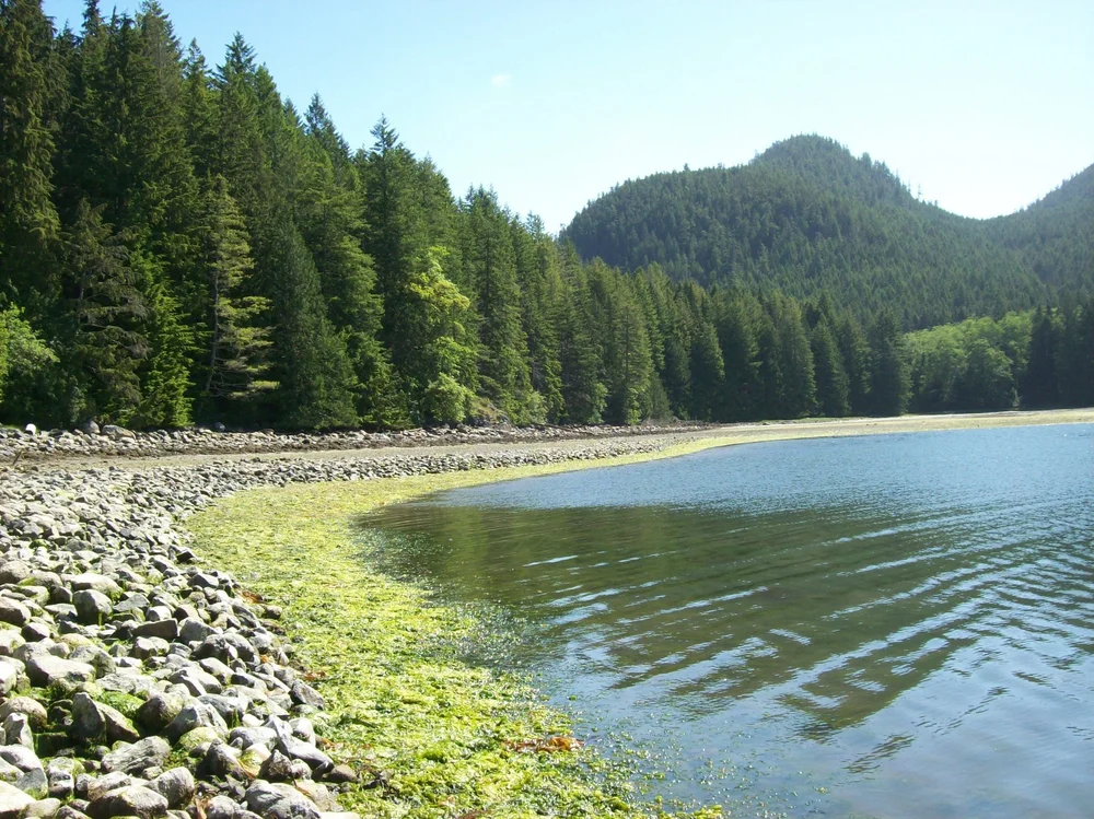 Clam Gardens — Sea Gardens Across the Pacific