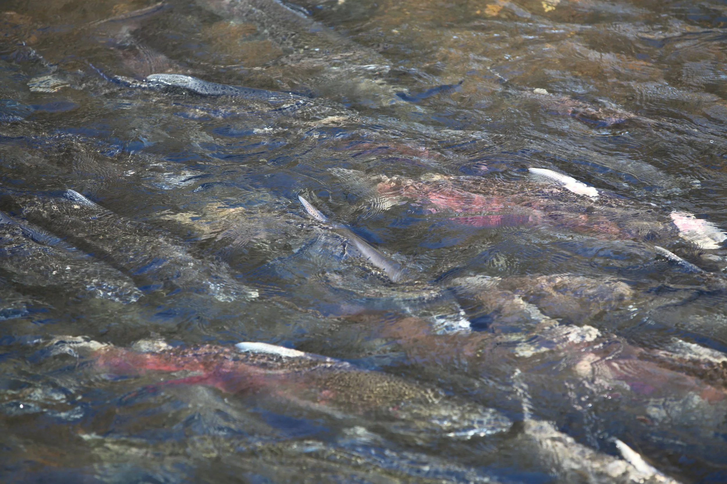 FlowWest at Mokelumne River Chinook salmon run in Central Valley — FlowWest