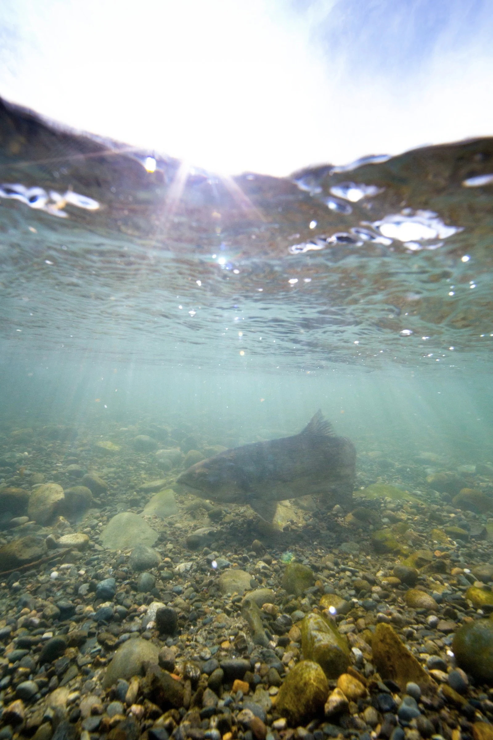 Looking Ahead: Bay-Delta Science Conference 2024 — FlowWest