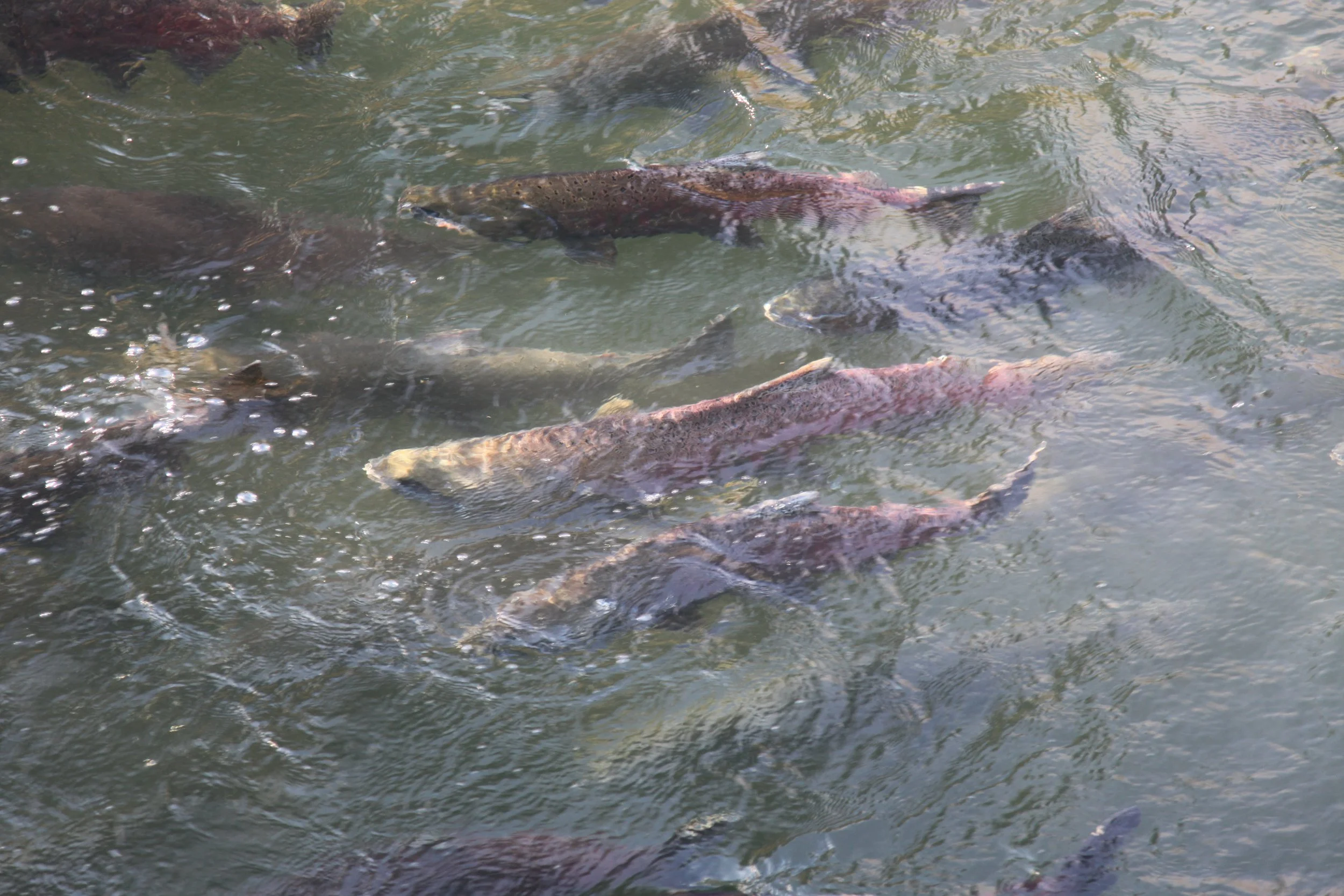 FlowWest at Mokelumne River Chinook salmon run in Central Valley — FlowWest