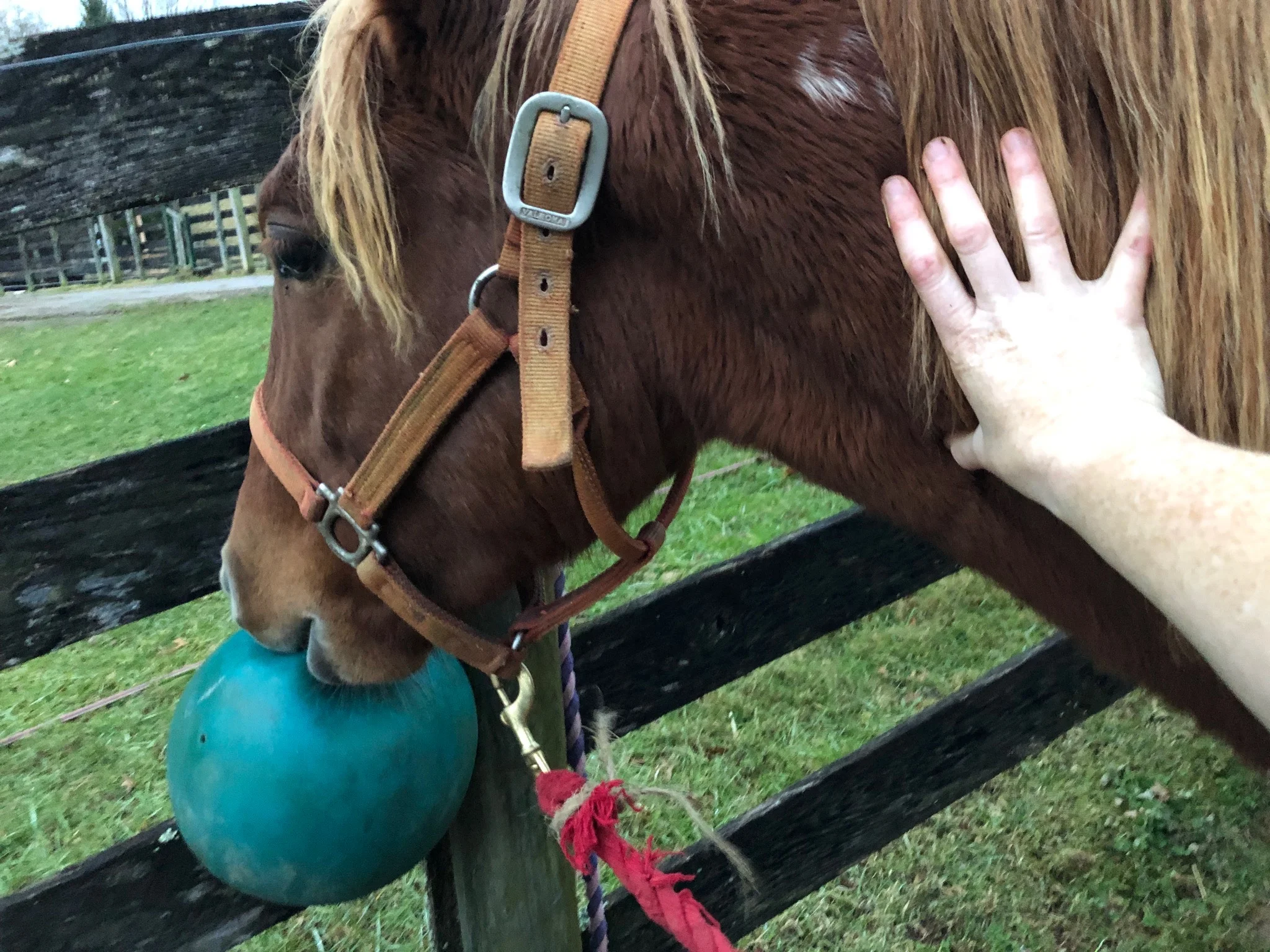 Humane Horse Handling