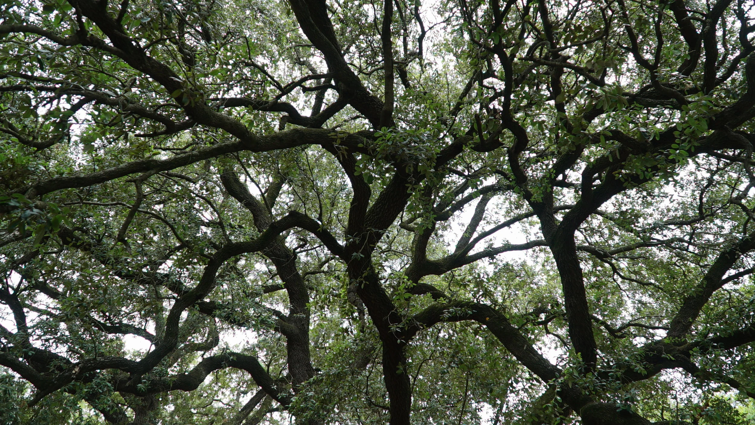 Lower Garden District: Coliseum Square Park — Creole Gardens