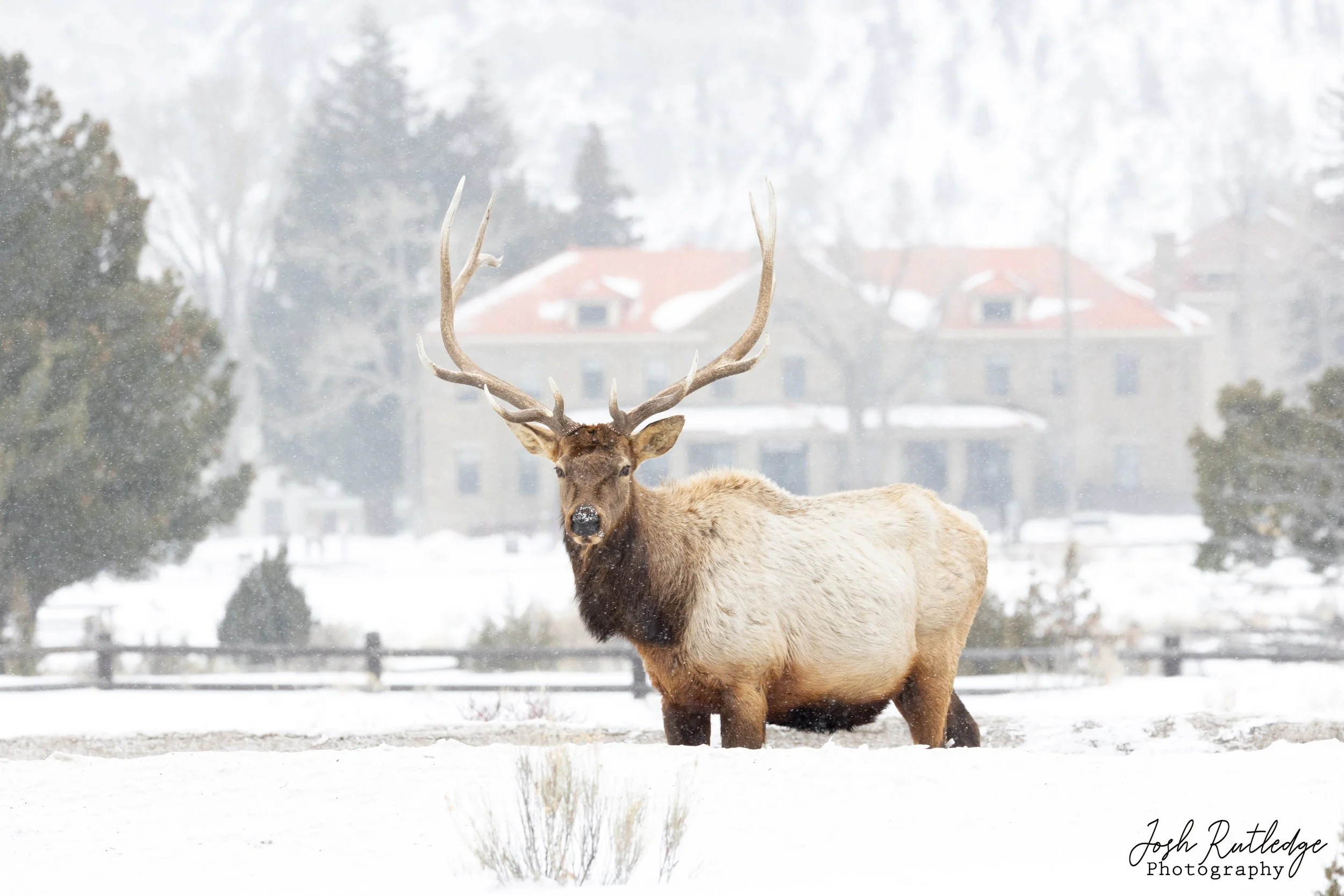 Winter in Yellowstone National Park — Josh Rutledge Photography