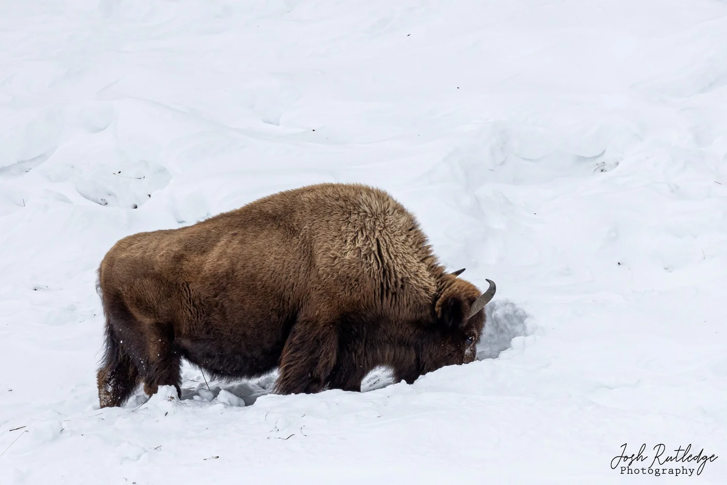 Winter in Yellowstone National Park — Josh Rutledge Photography