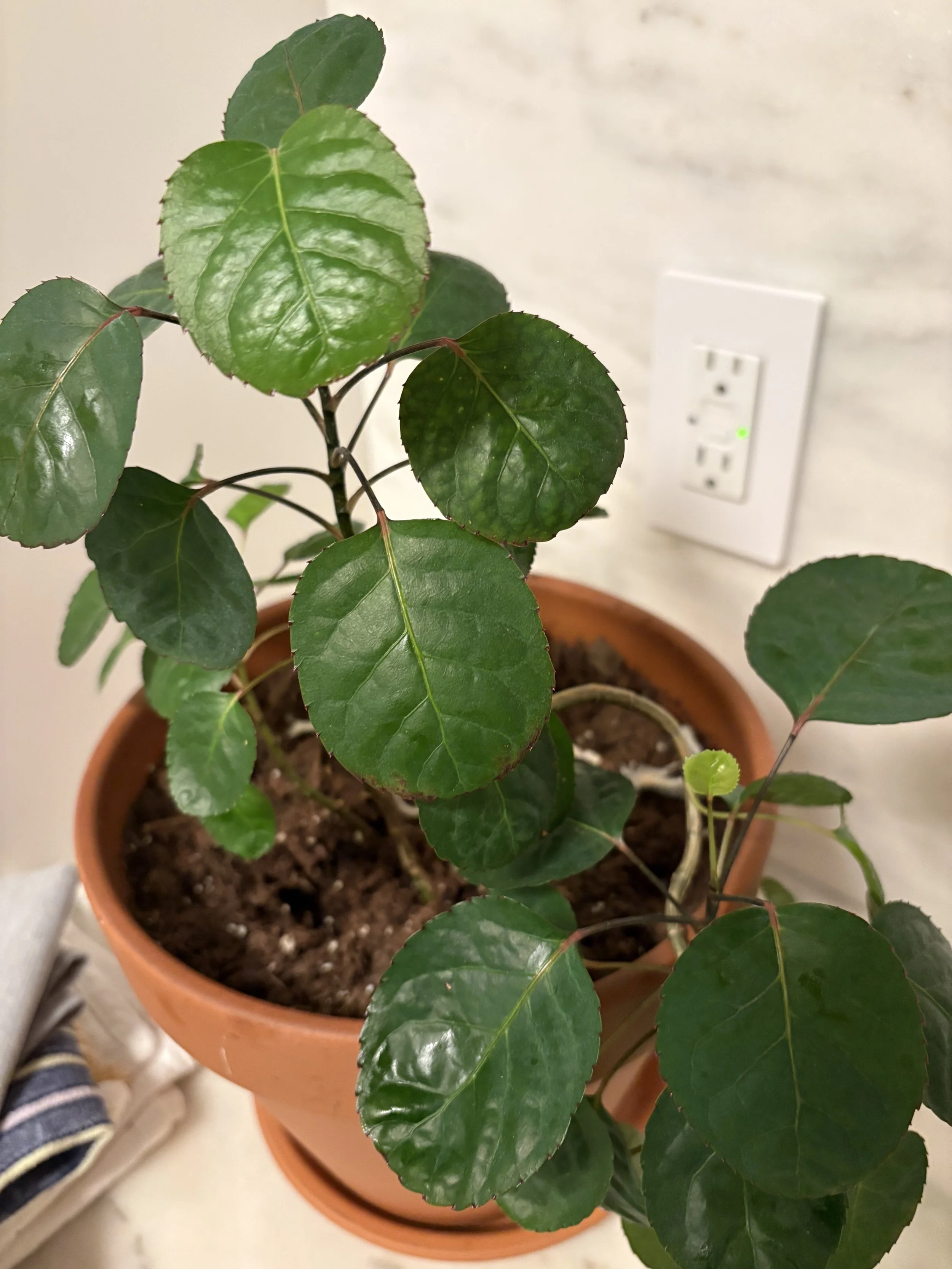 About — holly m. mcghee