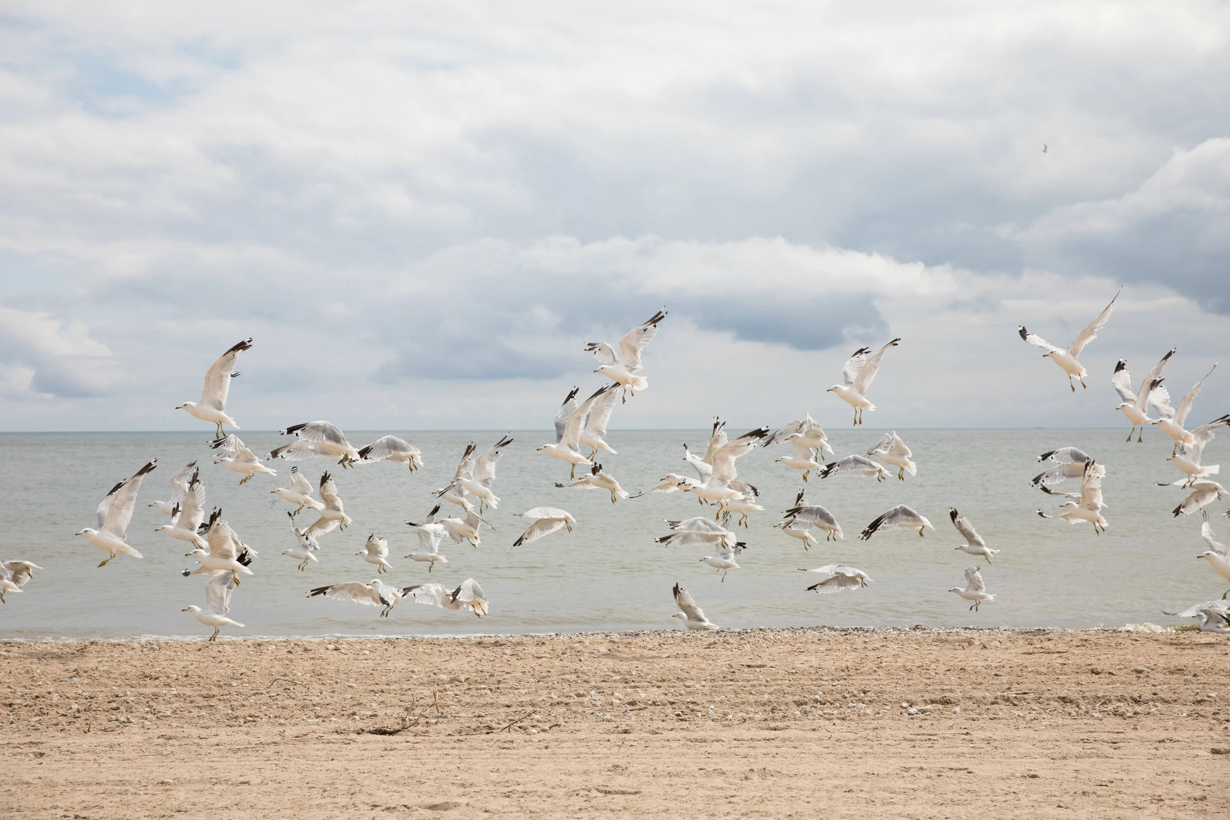 The Beach — Friends of Crescent Beach