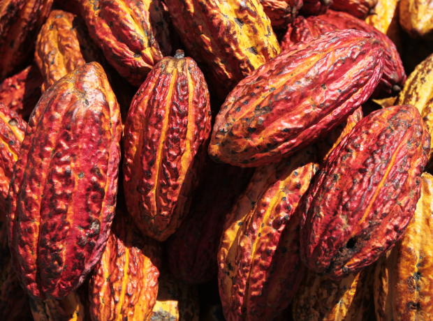 Ceremonial Cacao: the Process from Tree to Nib