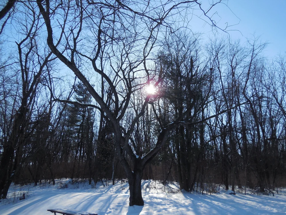 Our Story — P3 Collective