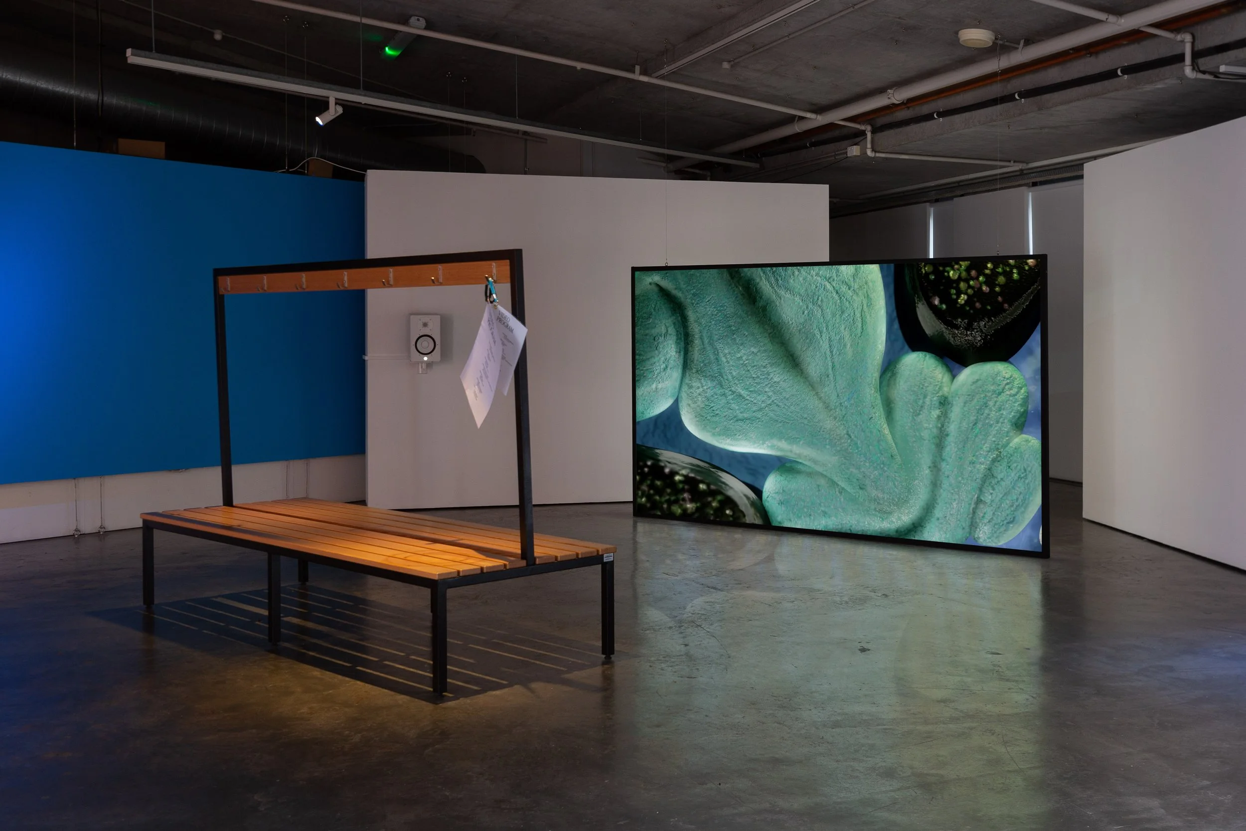 Screwball — EO GILL