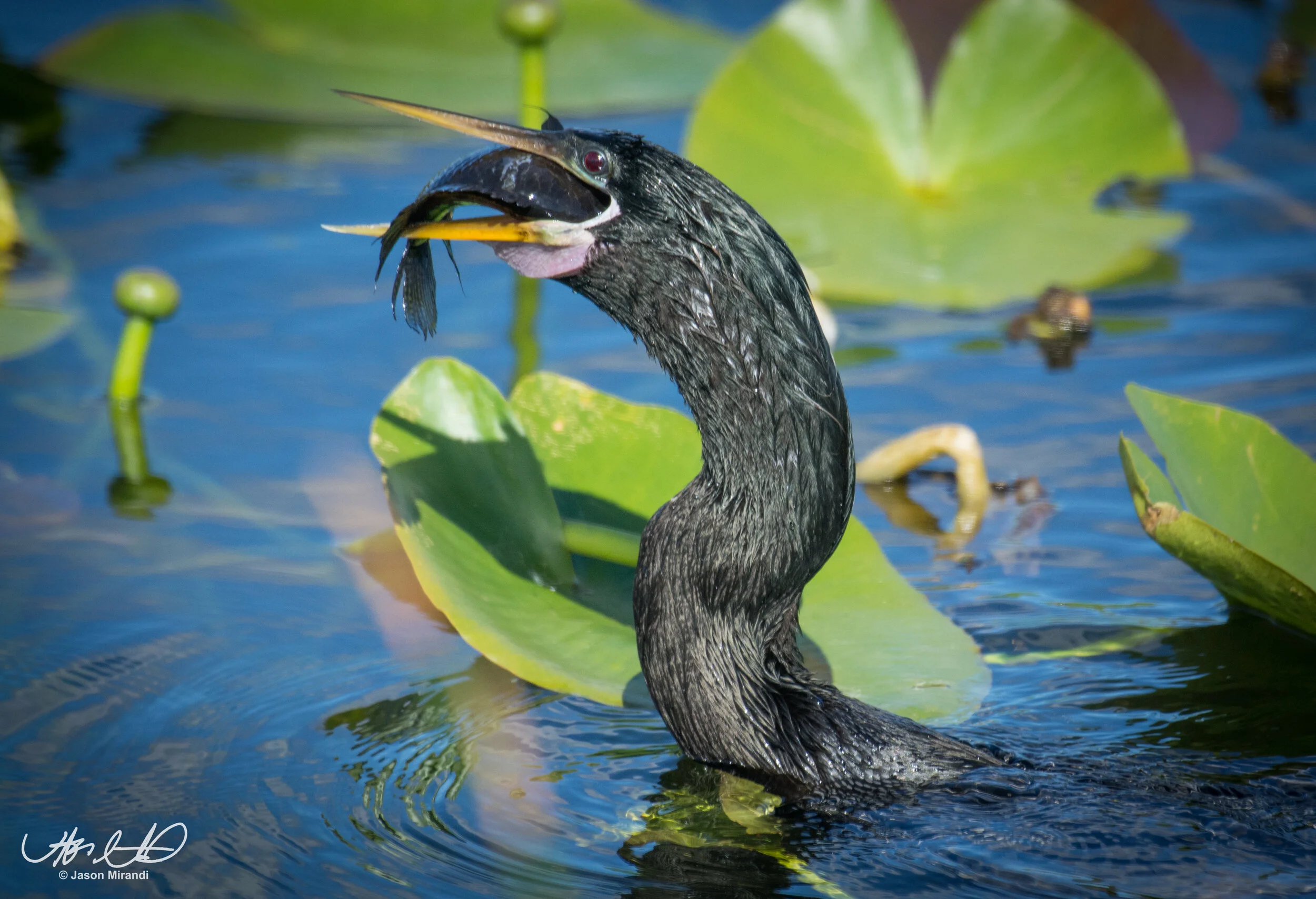 Gallery: Diving Birds — Hunting with a Lens
