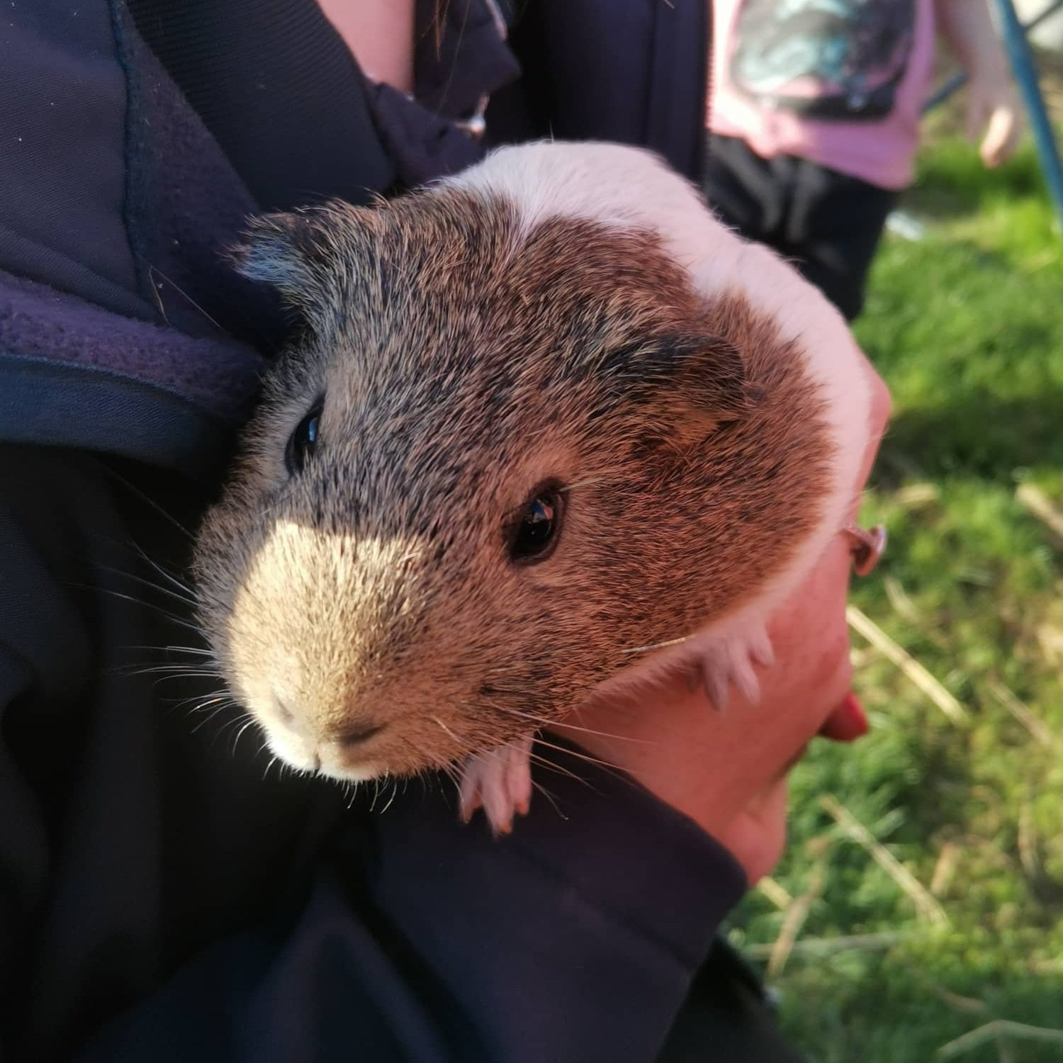 Animals — The Learning Barn