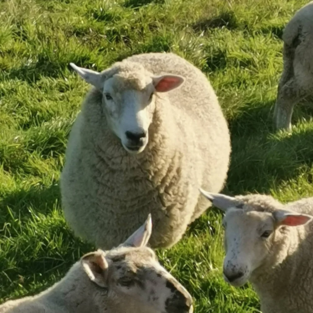 Animals — The Learning Barn