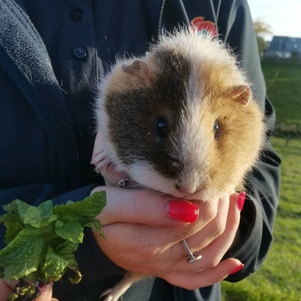 Animals — The Learning Barn