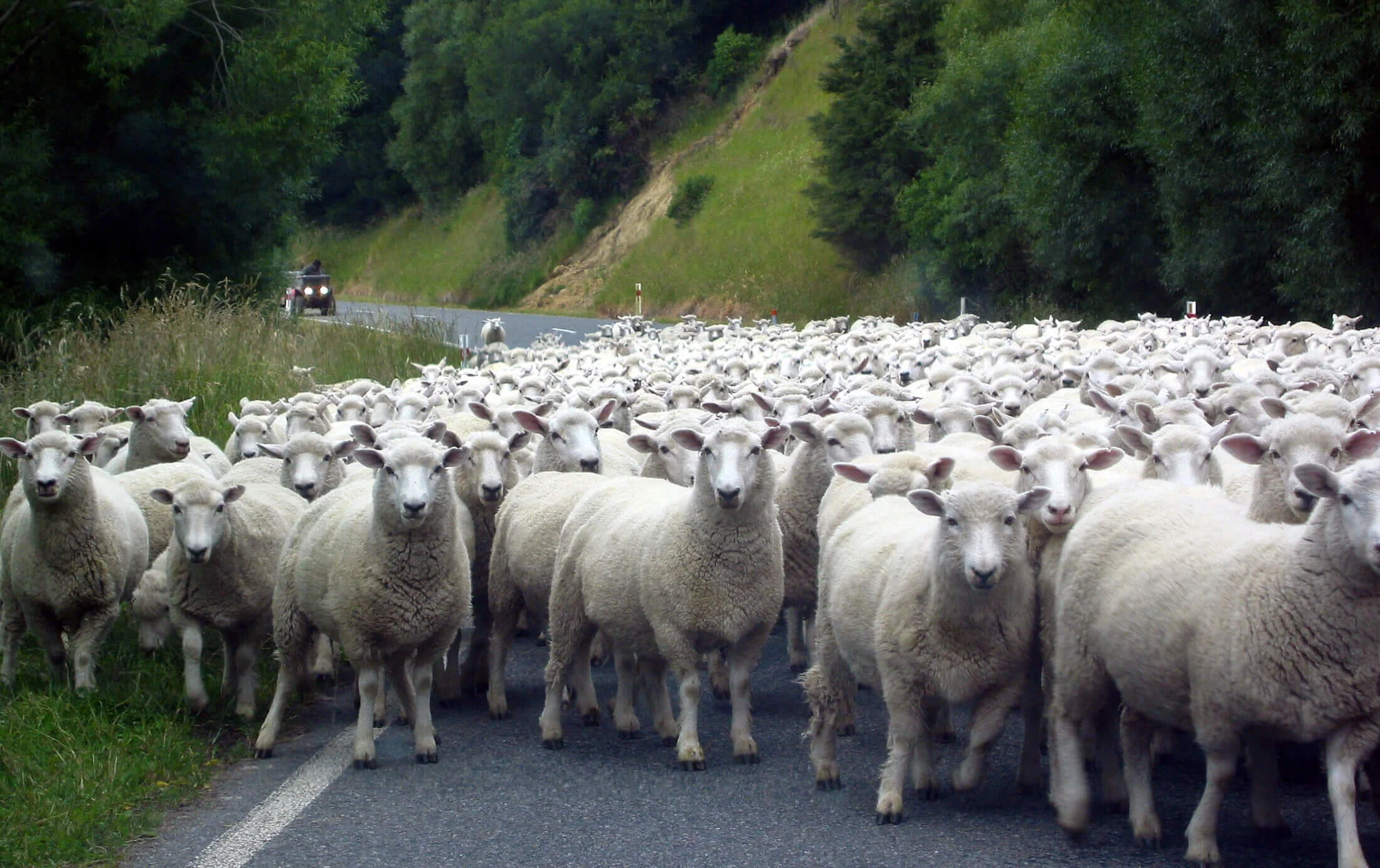 About sheep — The Wool Shed