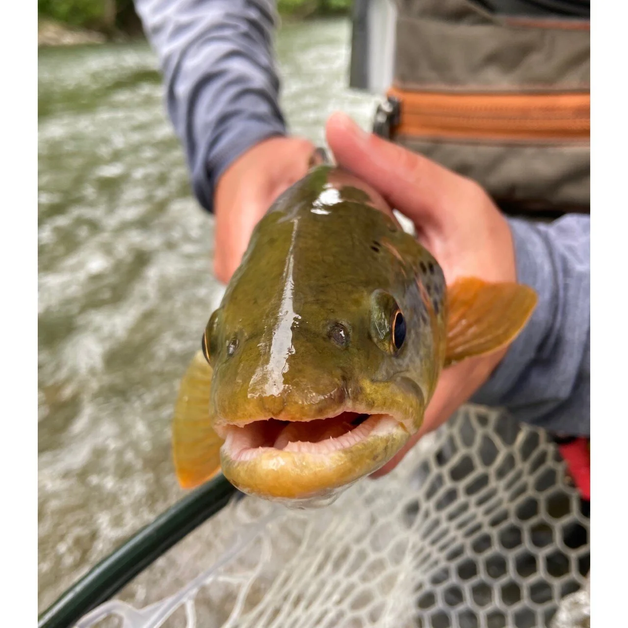 Guided Trips — American Fly Fishing Company