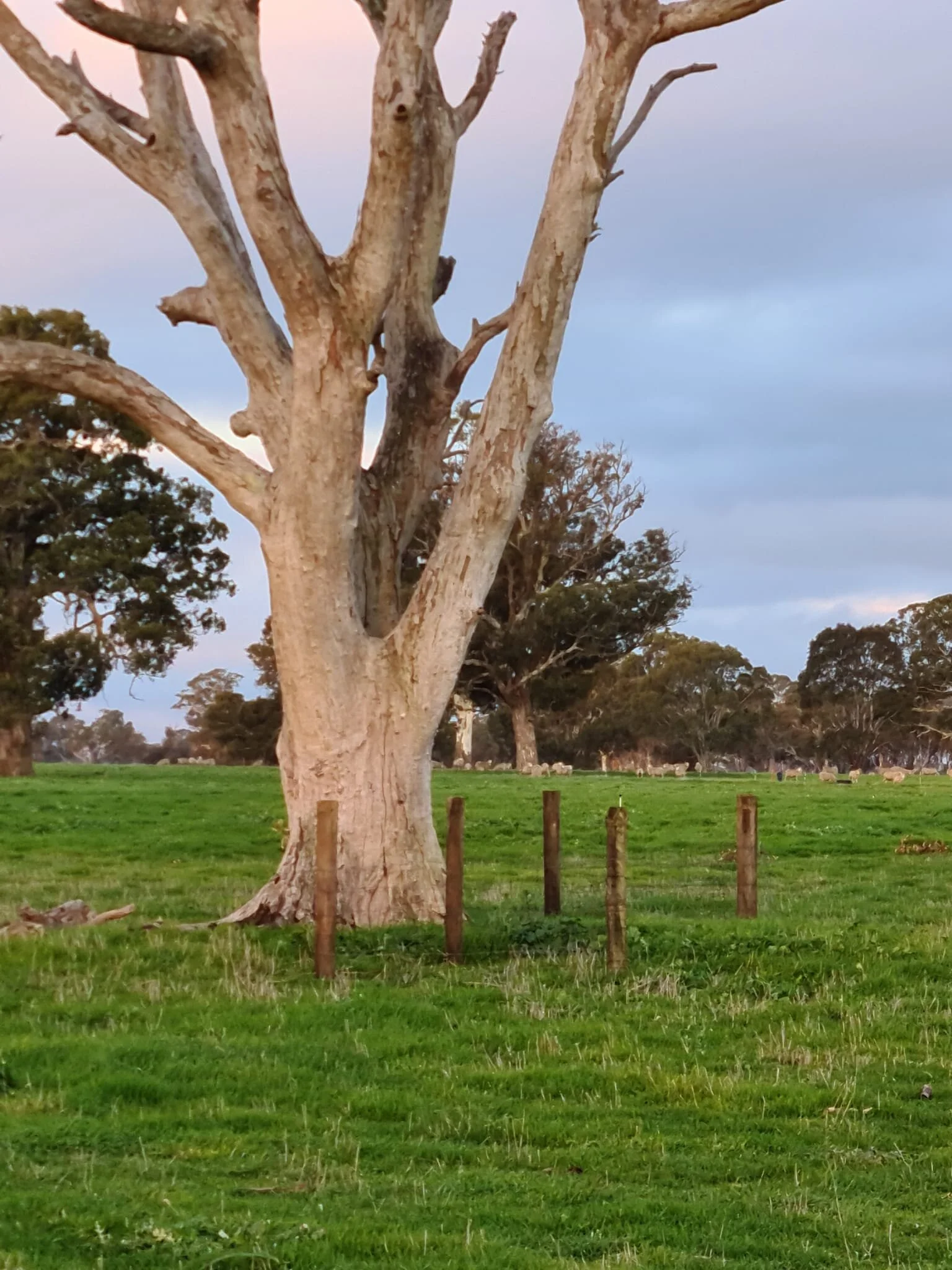 Conservation — Locmaria