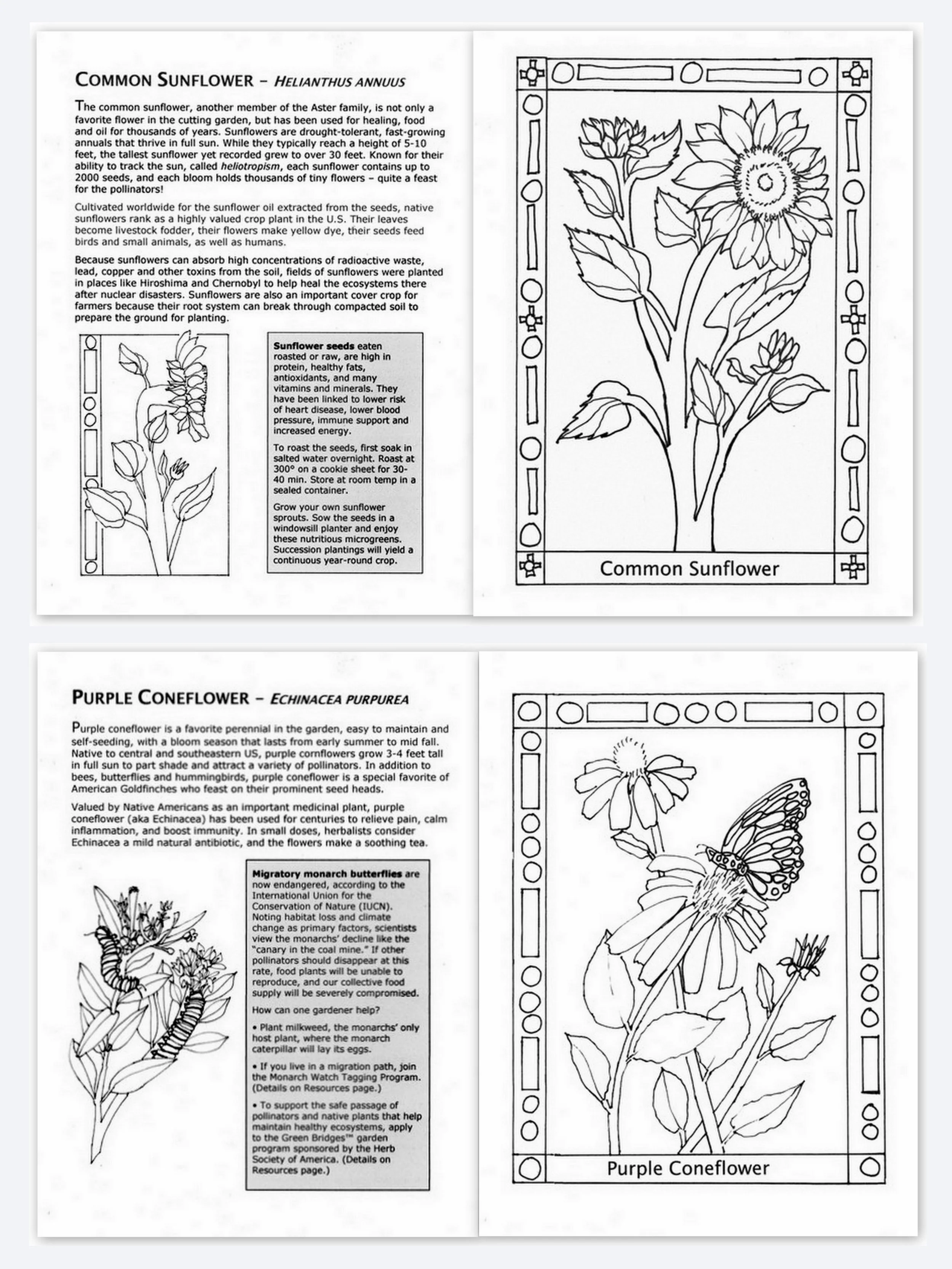 SHOP COLORING BOOK and GREETING CARDS — STEPHANIE SIPP